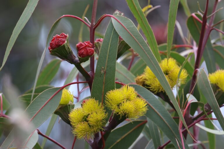 Eucalypt mythbusting: a comprehensive guide - Remember The Wild